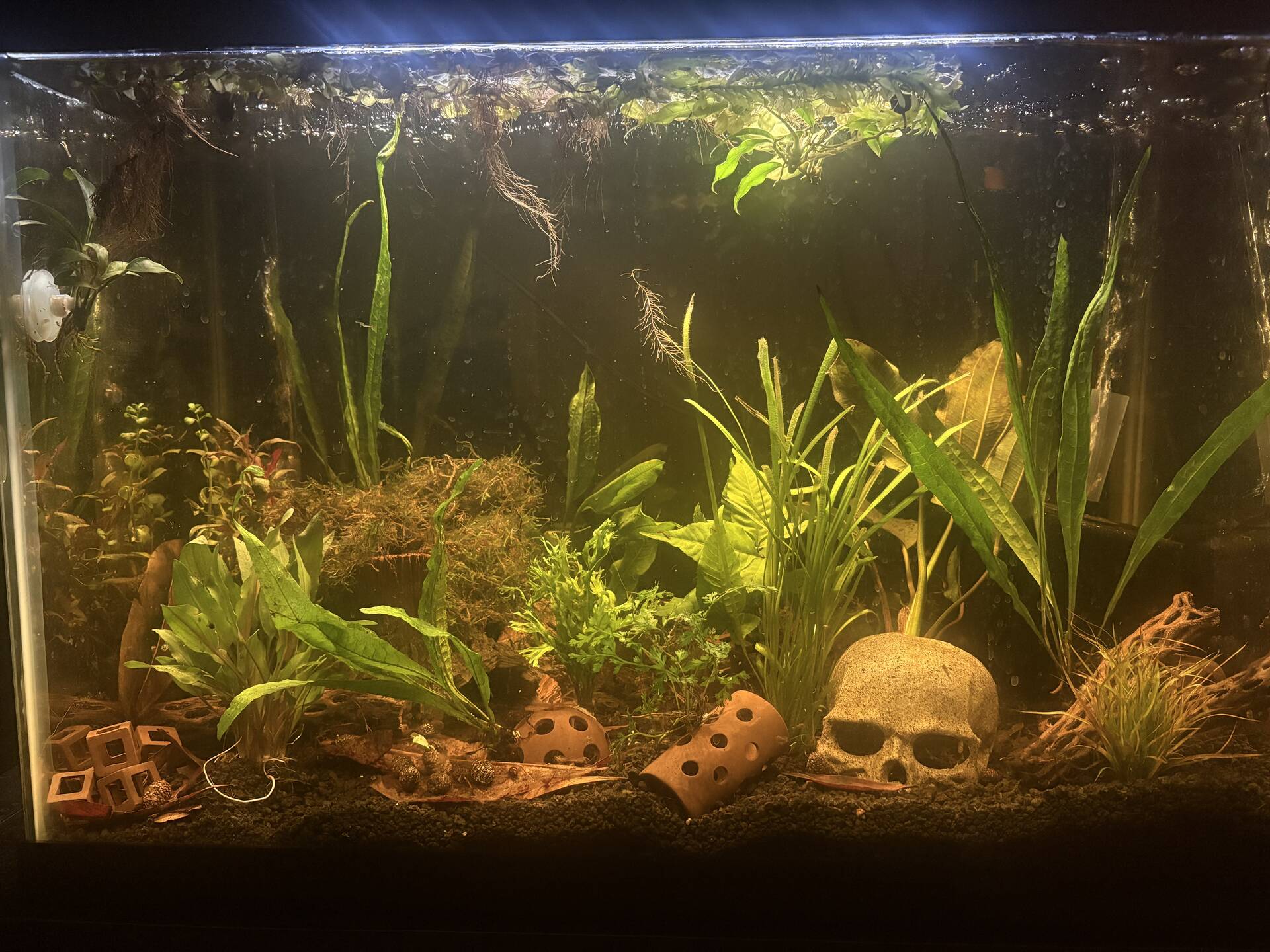 multiple shrimp deaths in one day, please help ! - Shrimp Chat ...