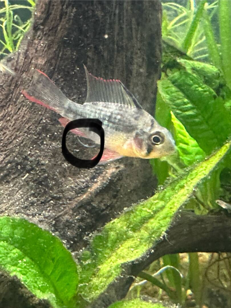 Bolivian Ram Sunkin Stomach? - Diseases - Aquarium Co-Op Forum