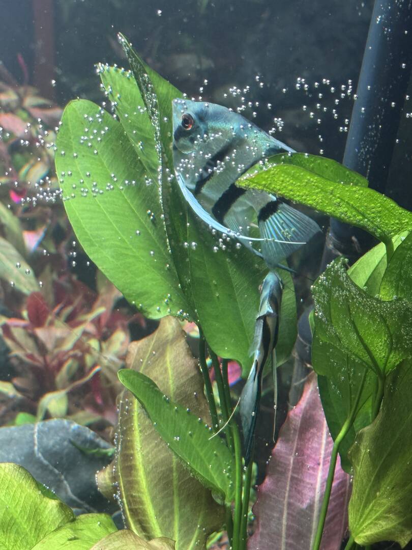 Accidental Angel fry - Fish Breeding - Aquarium Co-Op Forum