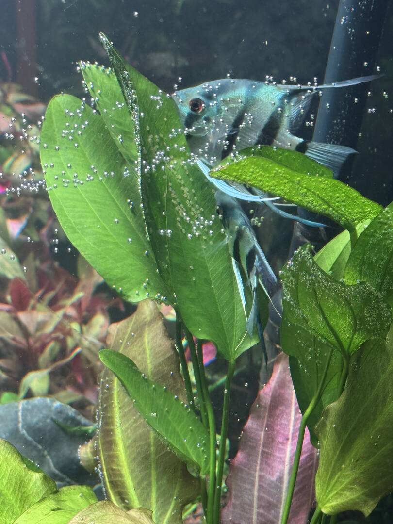 Accidental Angel fry - Fish Breeding - Aquarium Co-Op Forum