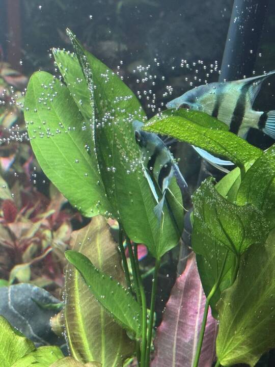 Accidental Angel fry - Fish Breeding - Aquarium Co-Op Forum
