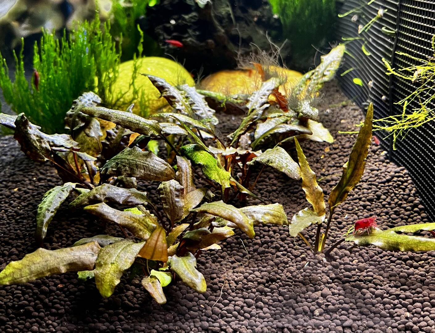 Fluval Stratum and Root Tabs - Plants, Algae, and Fertilizers ...