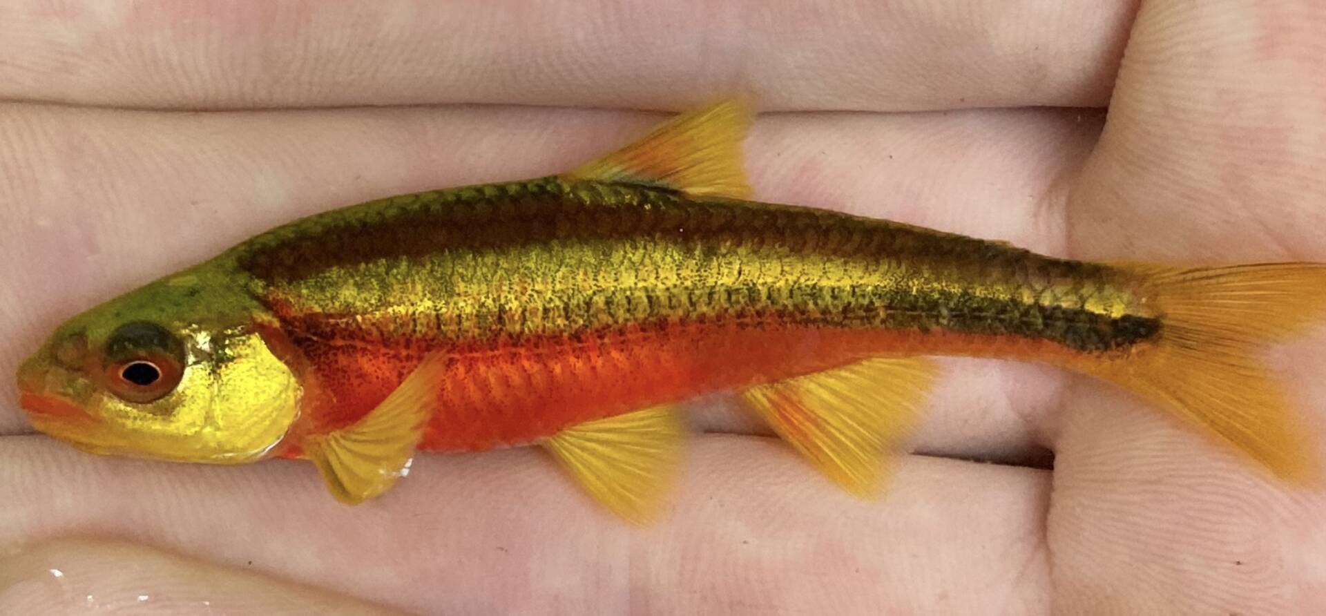 My Bucket List Fish - General Chat - Aquarium Co-Op Forum