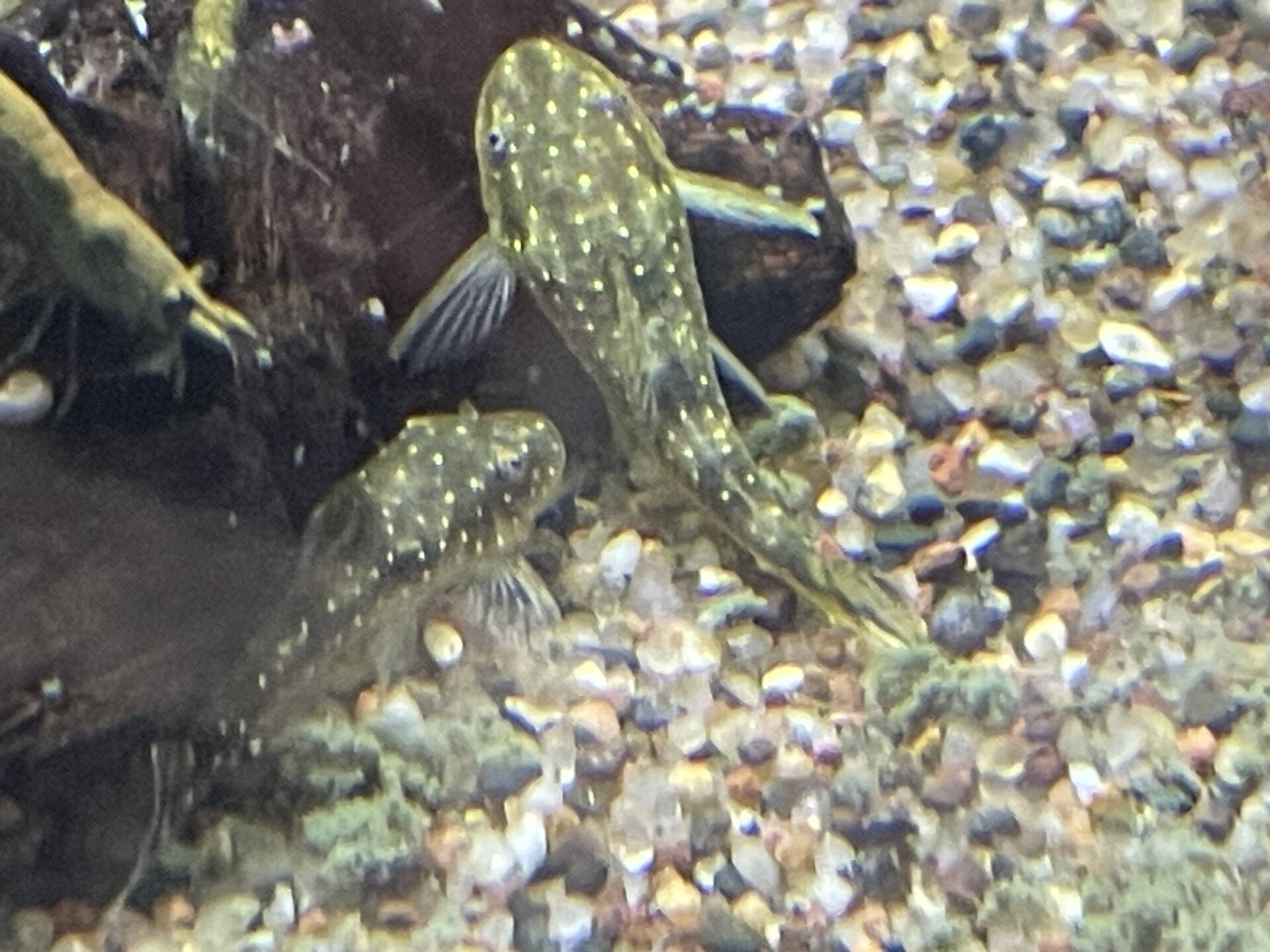 Parotocinclus haroldi breeding group from England - General Chat ...