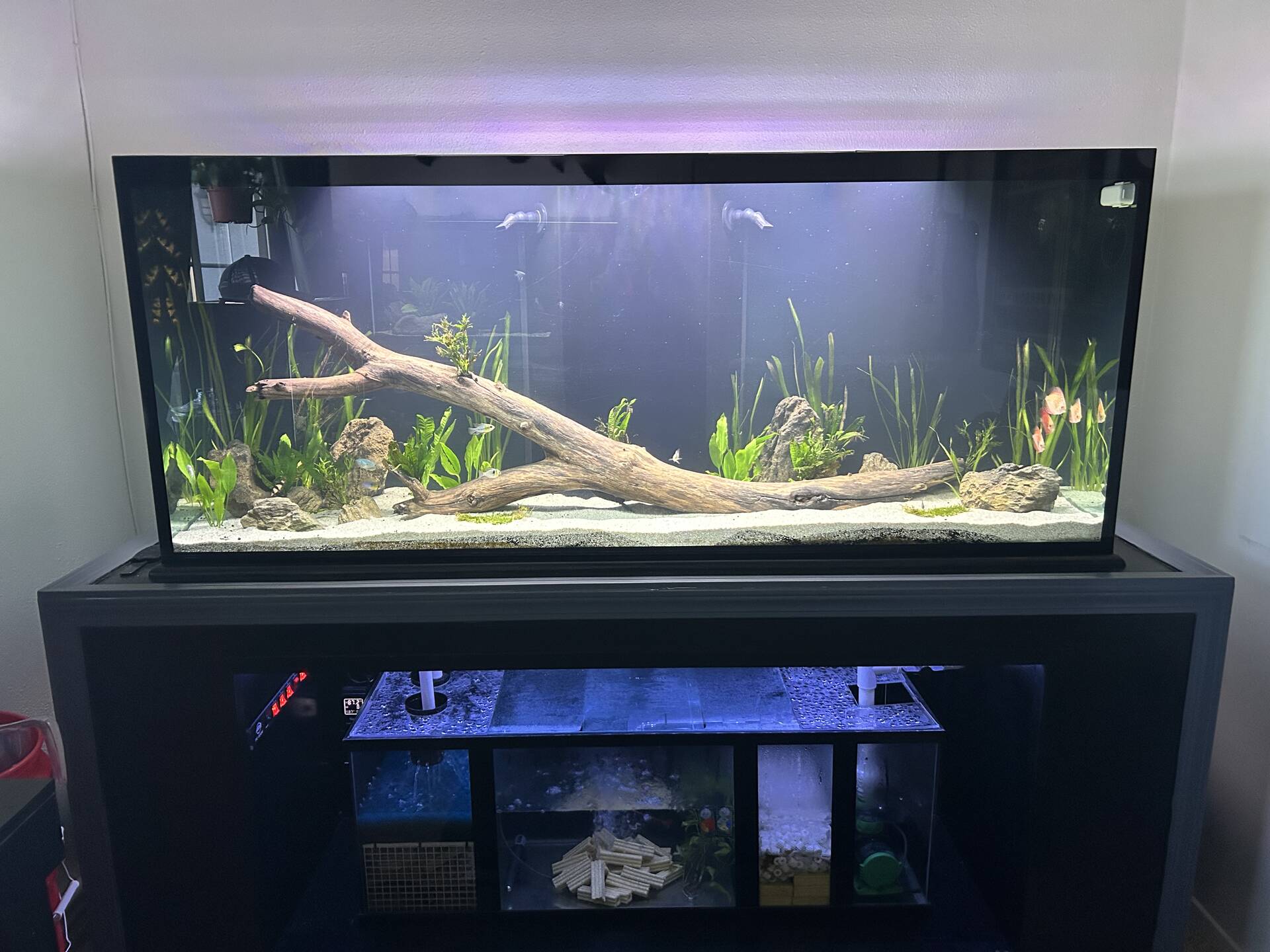 Adequate Lighting? - Plants, Algae, and Fertilizers - Aquarium Co-Op Forum
