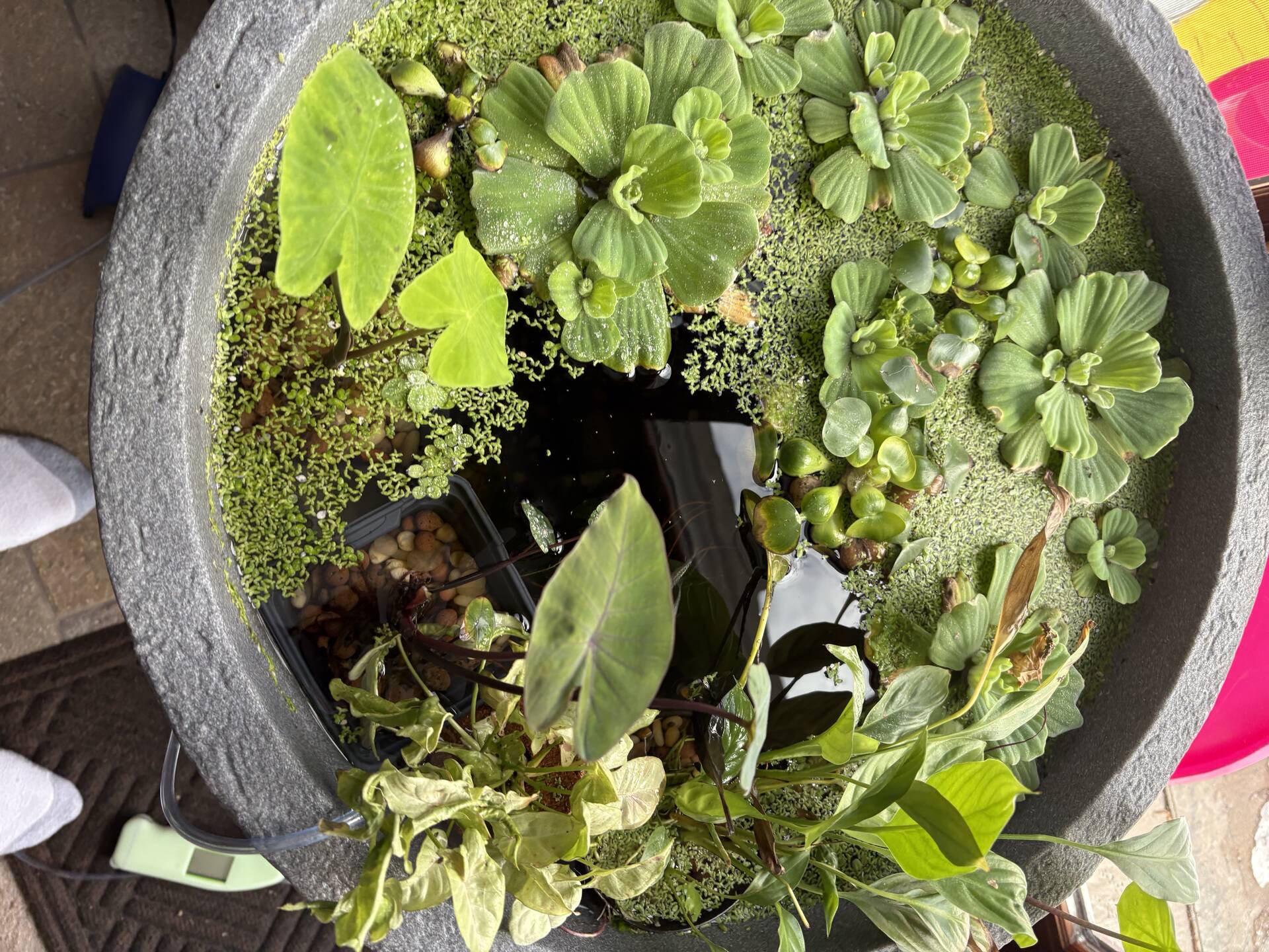 Container ponds - General Chat - Aquarium Co-Op Forum