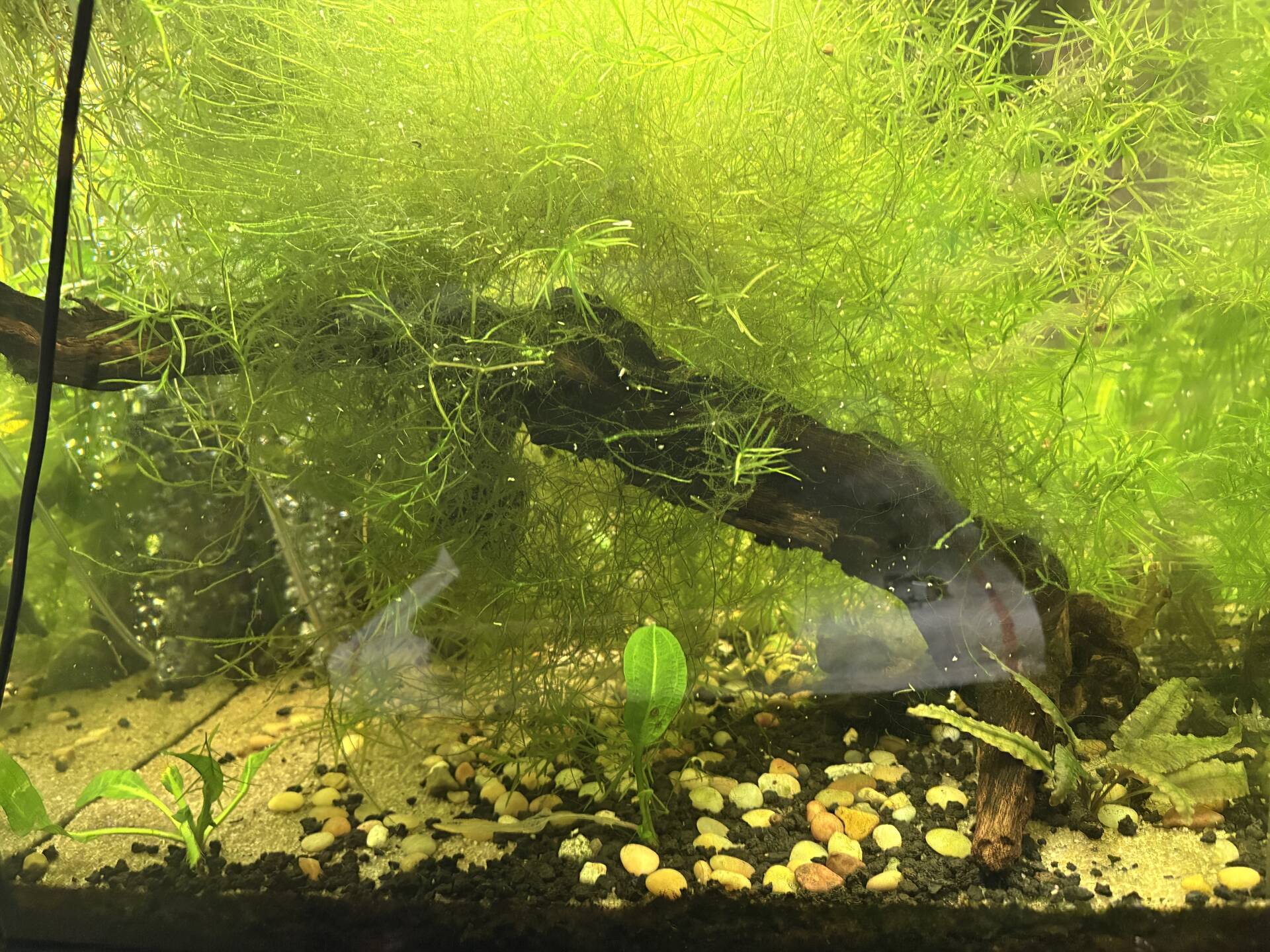 Apistos in 55 - General Chat - Aquarium Co-Op Forum