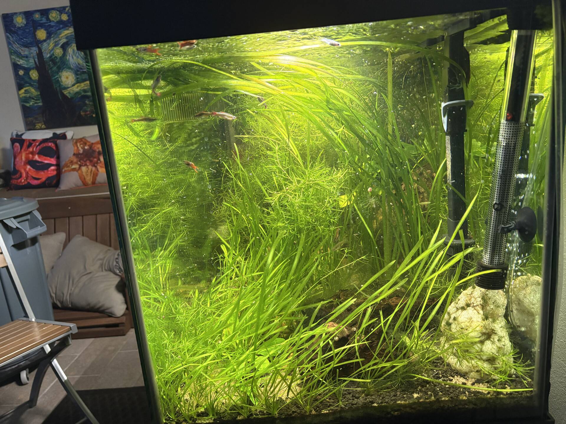 Apistos in 55 - General Chat - Aquarium Co-Op Forum