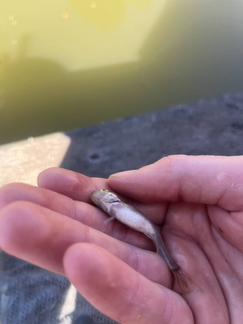 Fathead/rosy red minnow selective breeding project - Photos, Videos ...