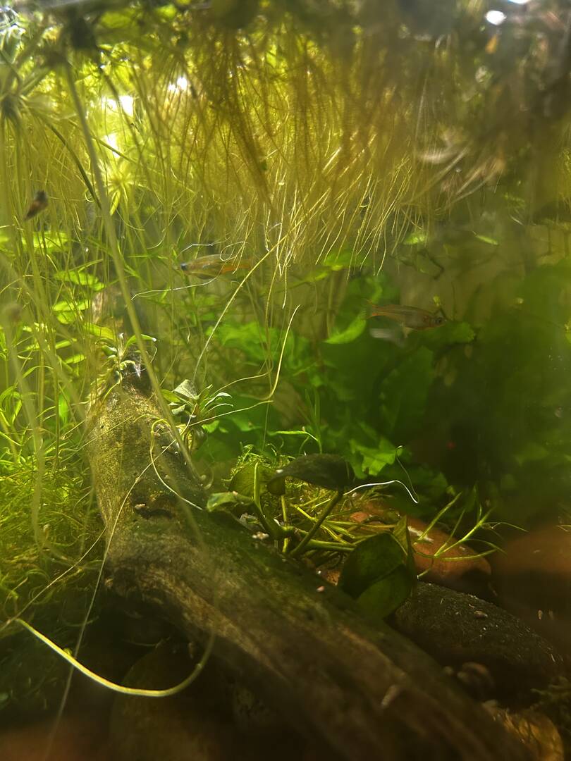 Breeding Daisy rice fish in a planted tank - Fish Breeding - Aquarium ...