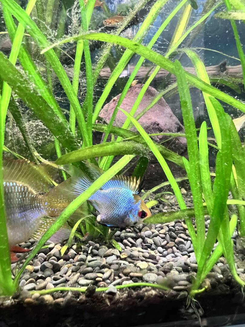 Ballon Ram - Diseases - Aquarium Co-Op Forum
