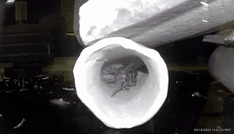 L134 pleco breeding - Fish Breeding - Aquarium Co-Op Forum