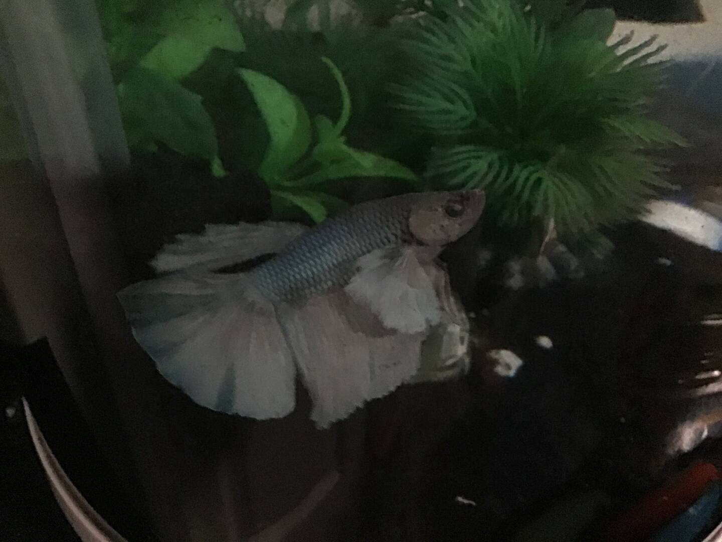 Emergency 🚨 betta fish disease - Diseases - Aquarium Co-Op Forum