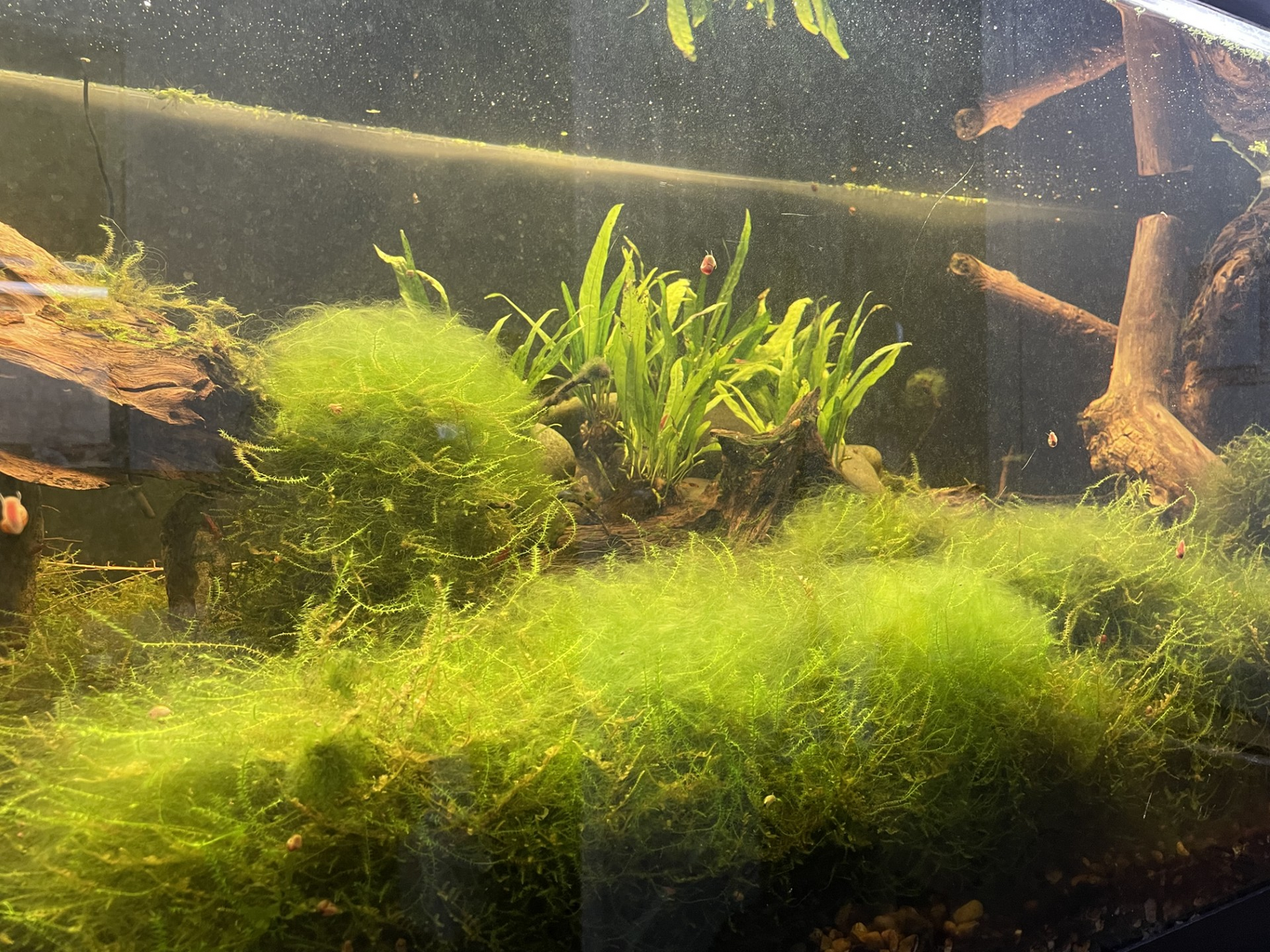 How to Culture Scuds? - Photos, Videos & Journals - Aquarium Co-Op Forum