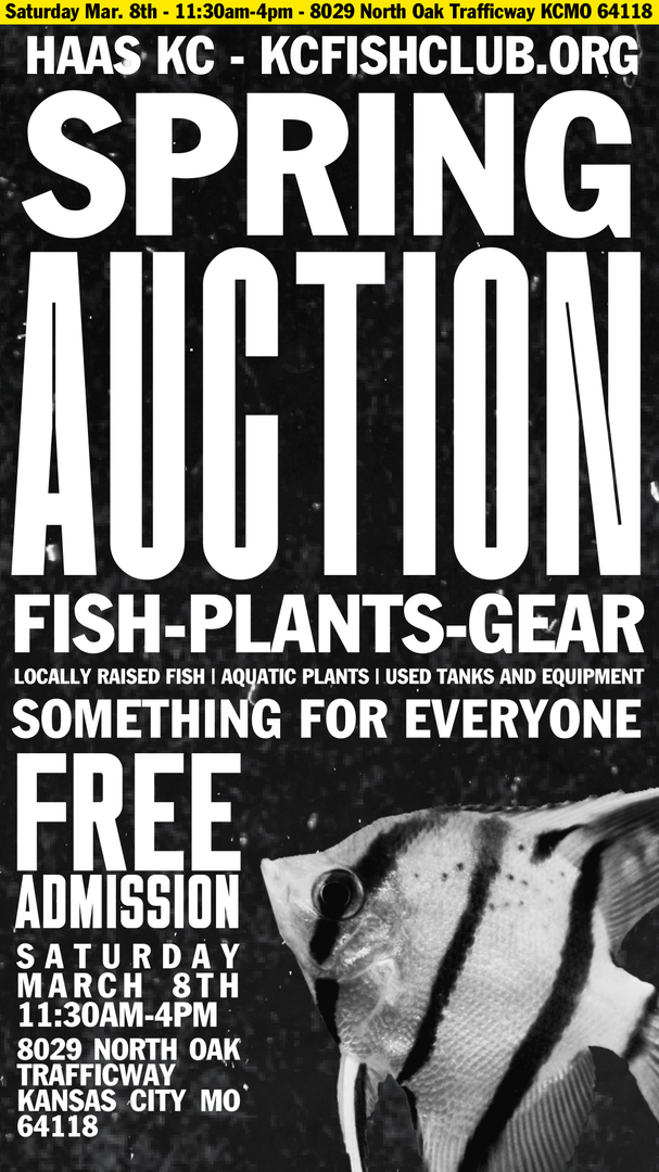 Large fish auction March 8, 2025 hosted by the Kansas City fish club ...