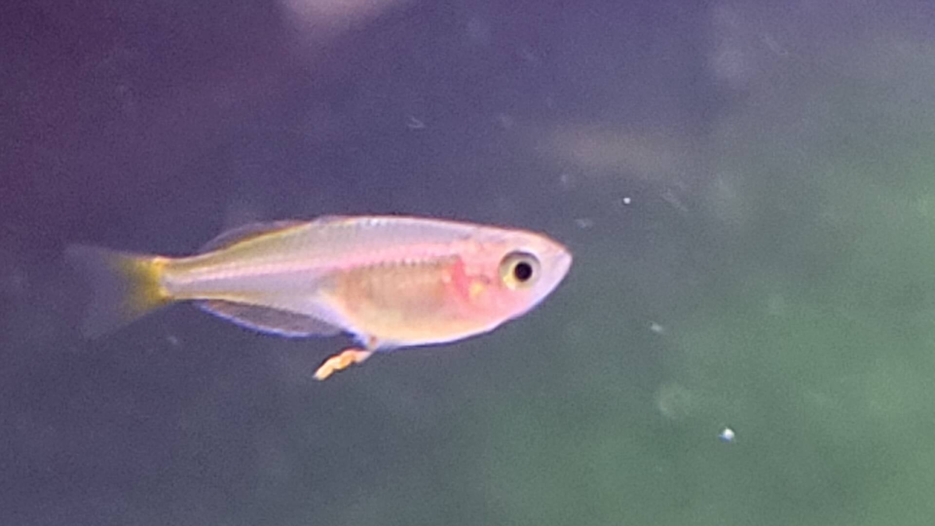 Rainbow fry? Is this actually working!? - Fish Breeding - Aquarium Co ...