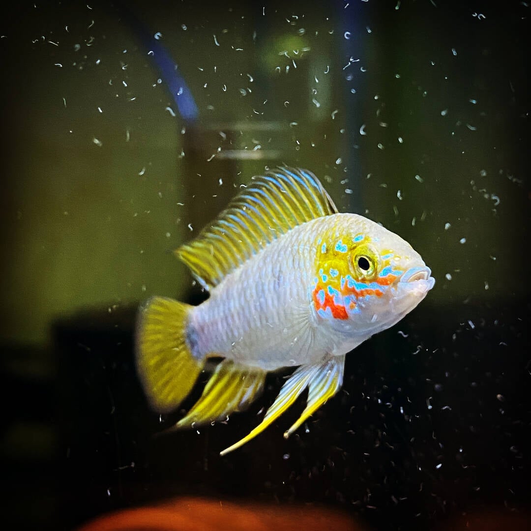 Har water for apisto - Fish Breeding - Aquarium Co-Op Forum