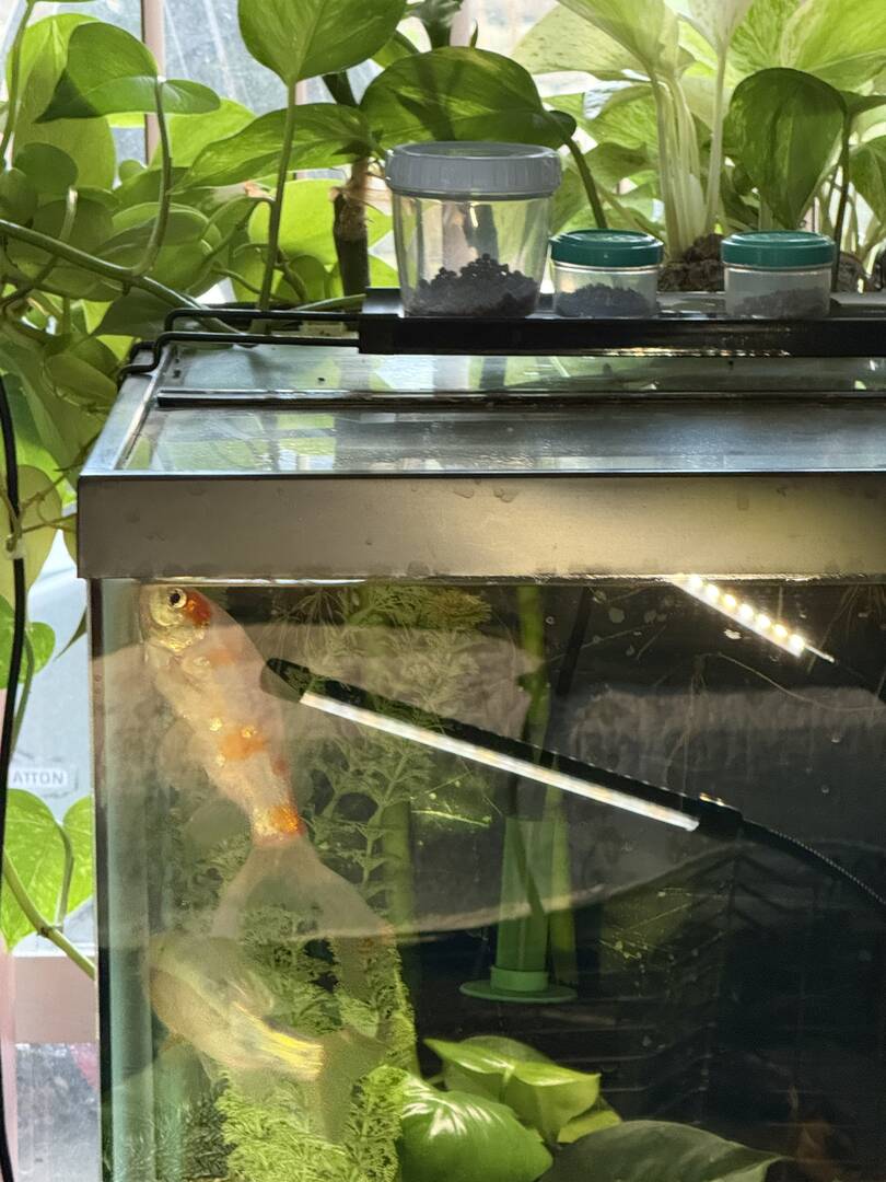 Vertically Swimming Comet Goldfish - Diseases - Aquarium Co-Op Forum