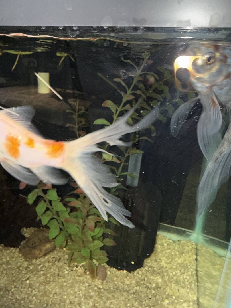 Vertically Swimming Comet Goldfish - Diseases - Aquarium Co-Op Forum