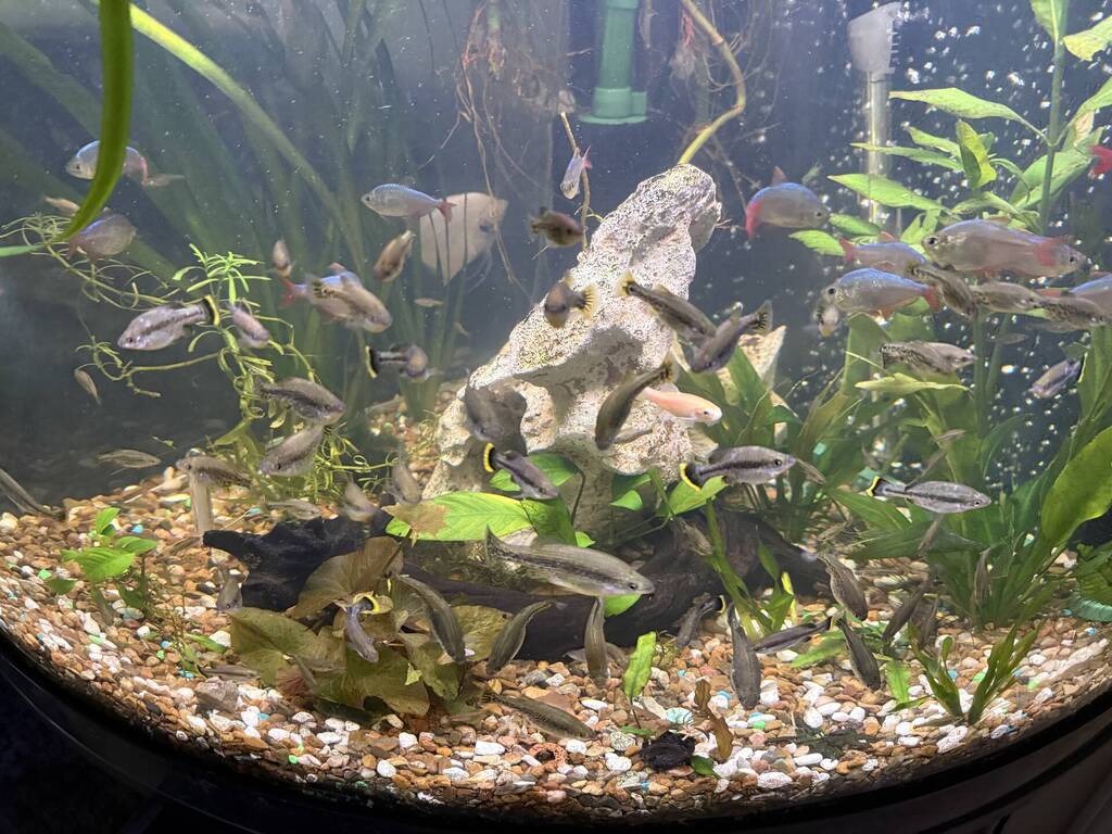 Trout Goodeids - Fish Breeding - Aquarium Co-Op Forum