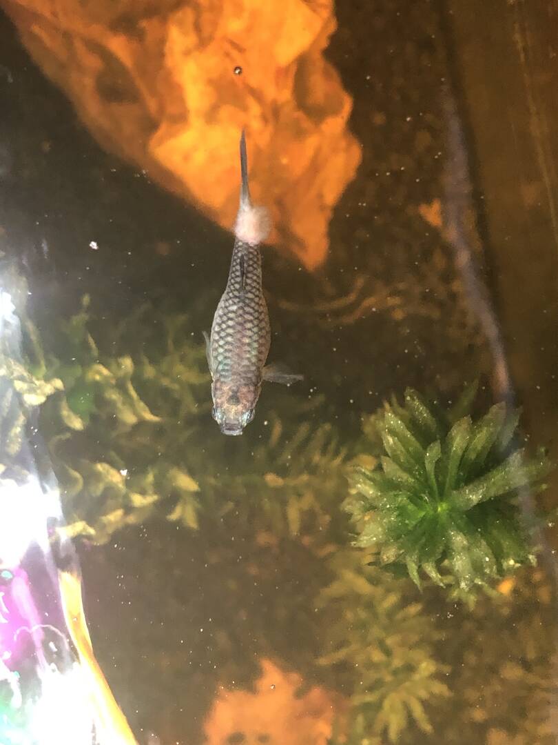 Weird Bump on Female Guppy - Diseases - Aquarium Co-Op Forum