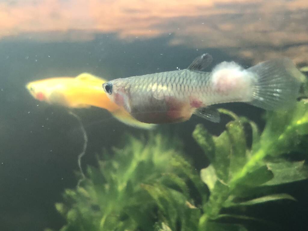 Weird Bump on Female Guppy - Diseases - Aquarium Co-Op Forum