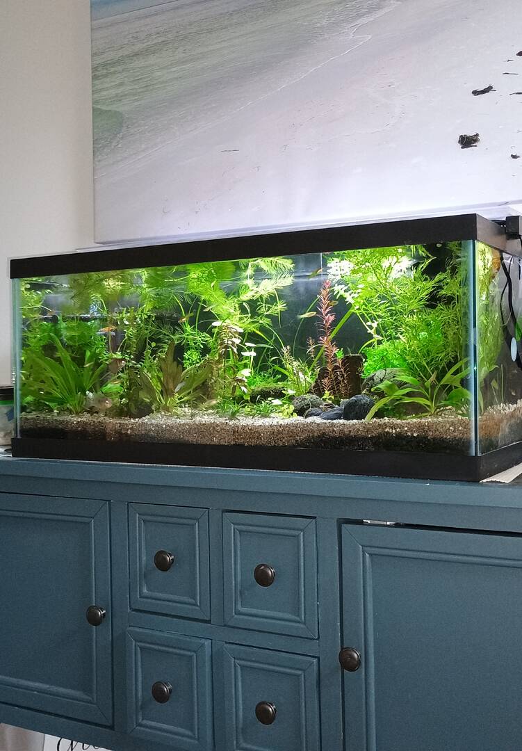 Aquarium coop light level for non CO2 tanks - Plants, Algae, and ...
