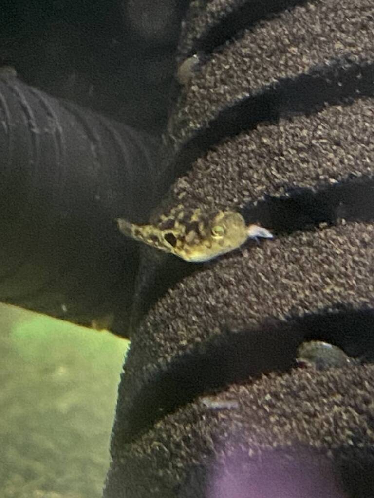 Pea puffers??? - Fish Breeding - Aquarium Co-Op Forum