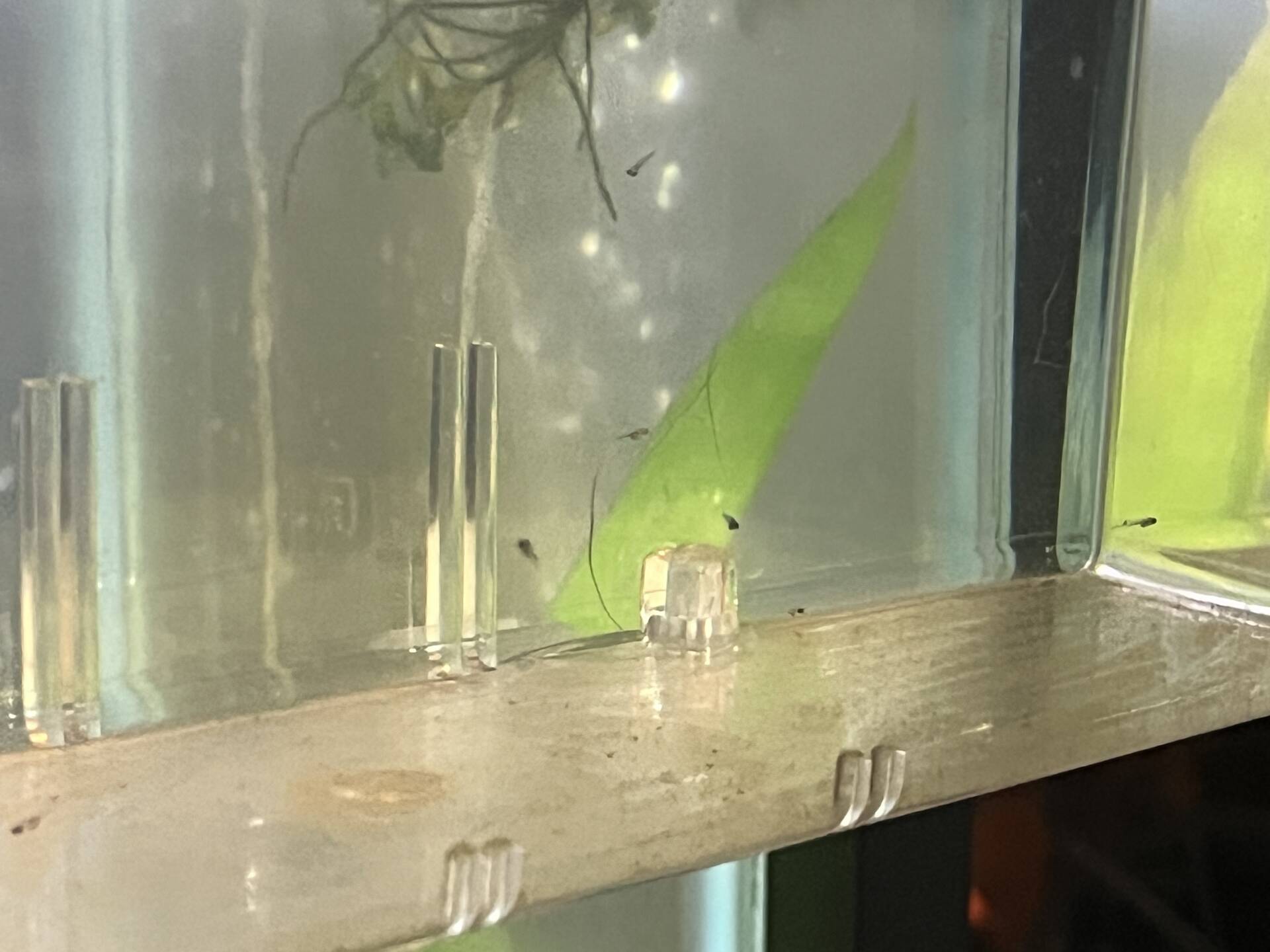 Feeding CPD Fry - Fish Breeding - Aquarium Co-Op Forum
