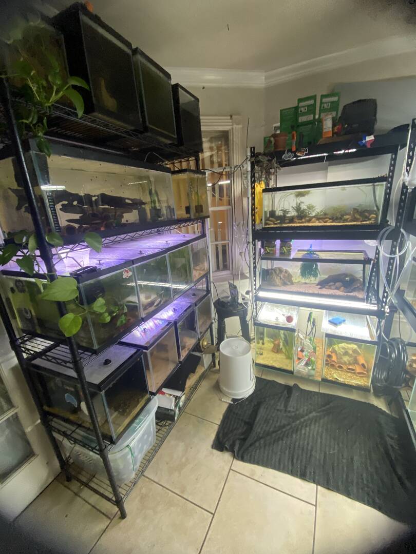 Welcome to my fish room 🐠 🦐 - General Chat - Aquarium Co-Op Forum
