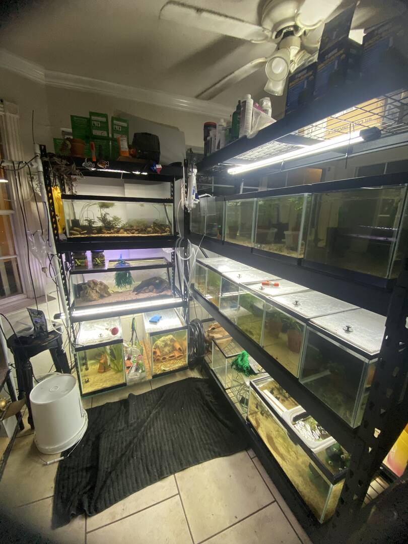 Welcome to my fish room 🐠 🦐 - General Chat - Aquarium Co-Op Forum