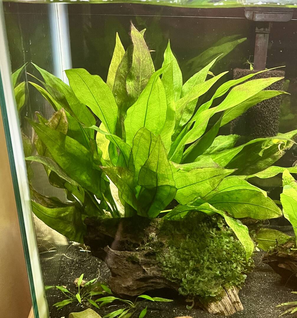 Amazon Sword - General Chat - Aquarium Co-Op Forum