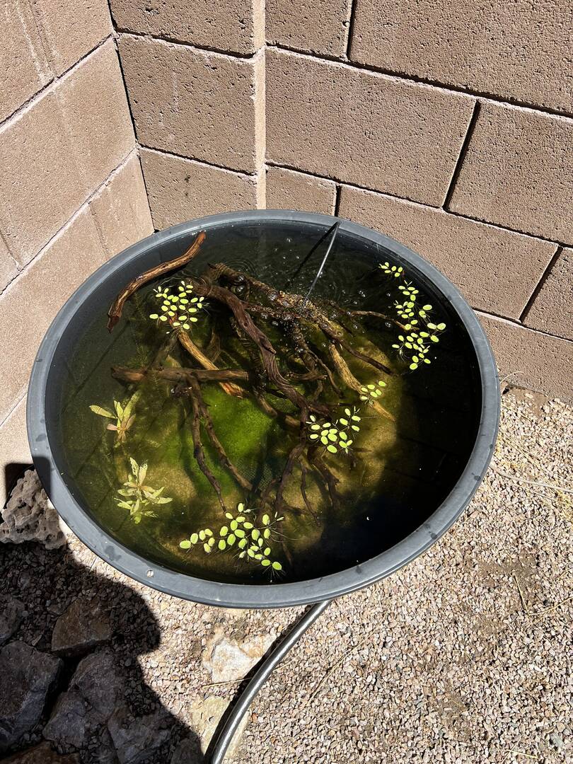 Honey Blue eye Pond - Photos, Videos & Journals - Aquarium Co-Op Forum
