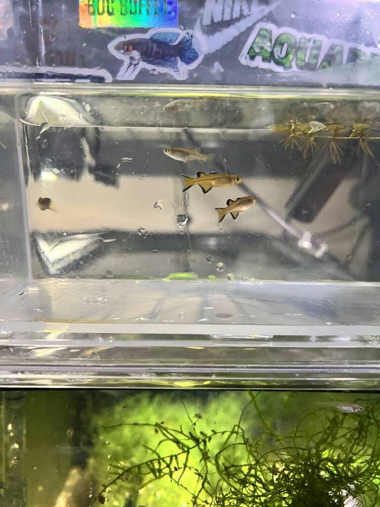 Honey Blue eye Pond - Photos, Videos & Journals - Aquarium Co-Op Forum