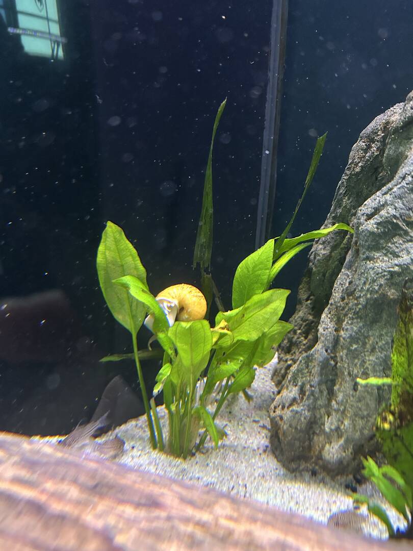 Plant Dance (VAL Temp) - Plants, Algae, and Fertilizers - Aquarium Co ...