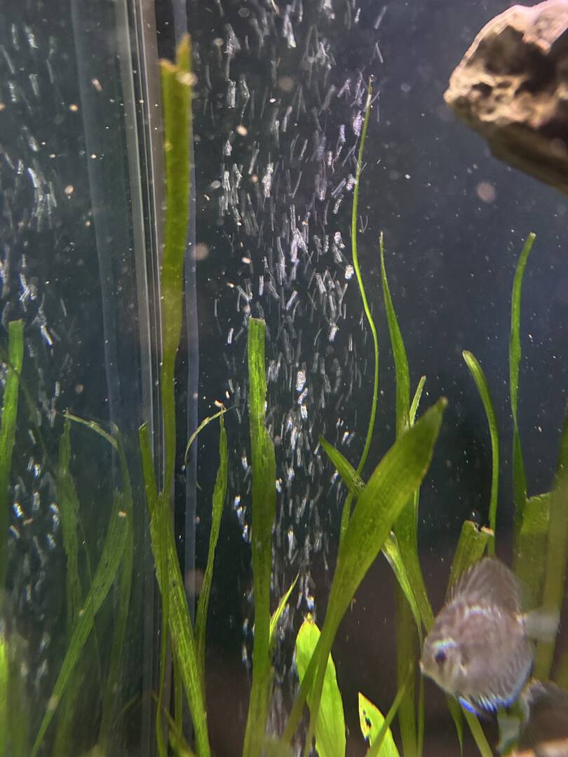 Plant Dance (VAL Temp) - Plants, Algae, and Fertilizers - Aquarium Co ...