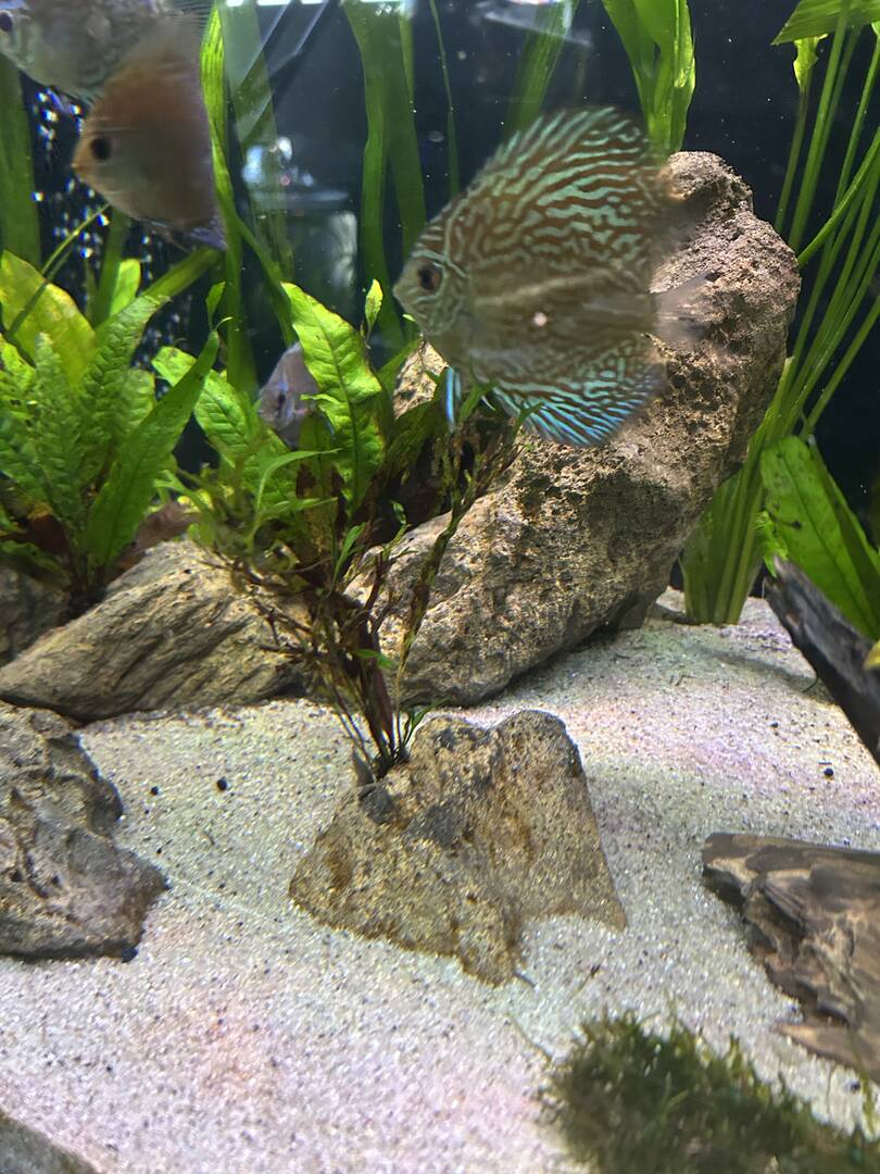 Plant Dance (VAL Temp) - Plants, Algae, and Fertilizers - Aquarium Co ...