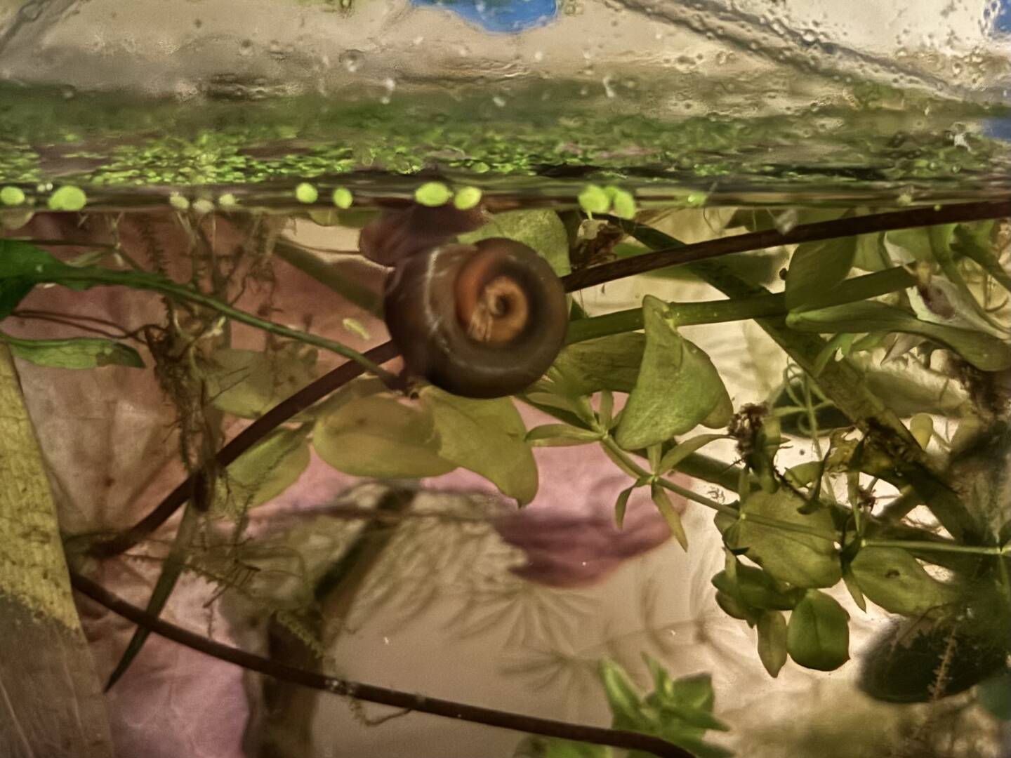 Ramshorn appreciation post! 🐌 - Snails Chat - Aquarium Co-Op Forum