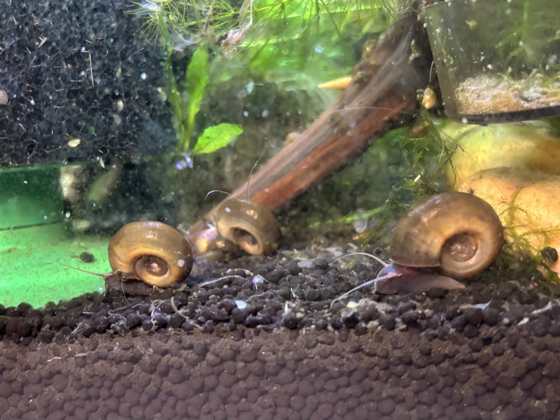 Ramshorn appreciation post! 🐌 - Snails Chat - Aquarium Co-Op Forum