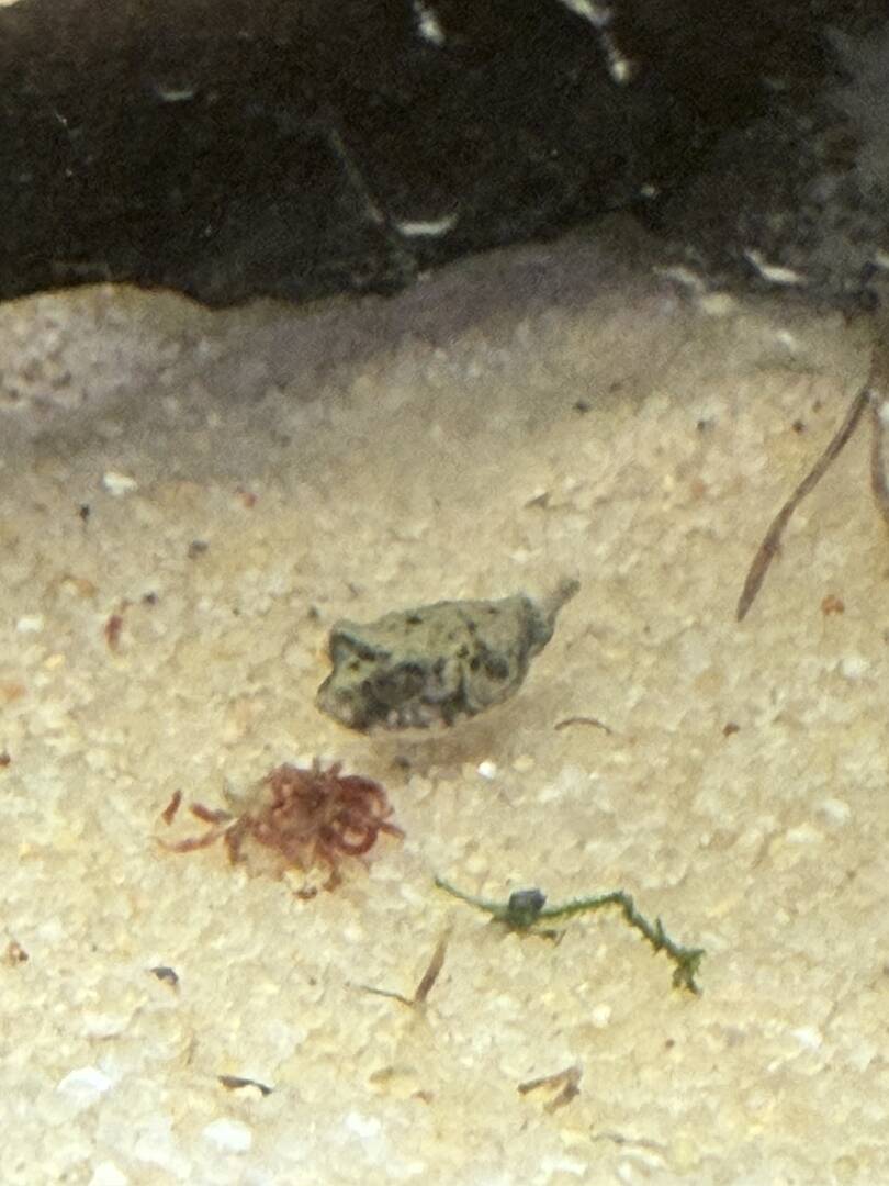 Feeding juvenile Fahaka Puffer - General Chat - Aquarium Co-Op Forum