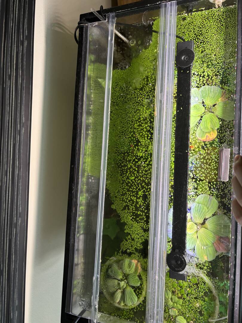 Floaters in a lidded tank- lowering water line? - General Chat ...