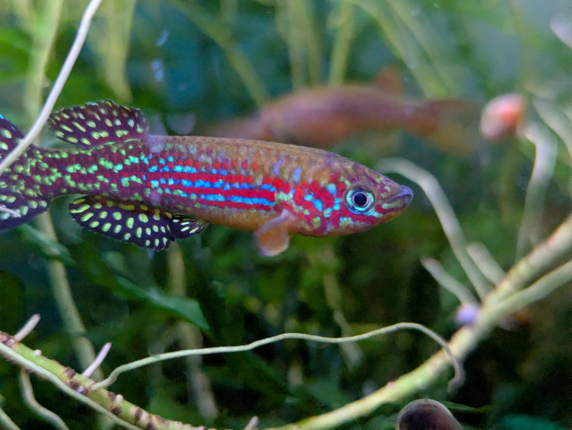 Great fish to breed in a 20 gallon tank? - Fish Breeding - Aquarium Co ...