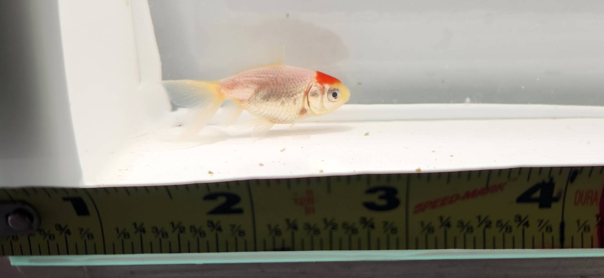 TGC Grown Out 2025 - Photos, Videos & Journals - Aquarium Co-Op Forum