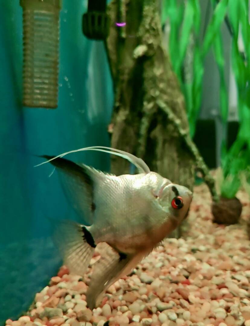 Help/Advice Swim Bladder Disease (?) Freshwater Angelfish - Diseases ...