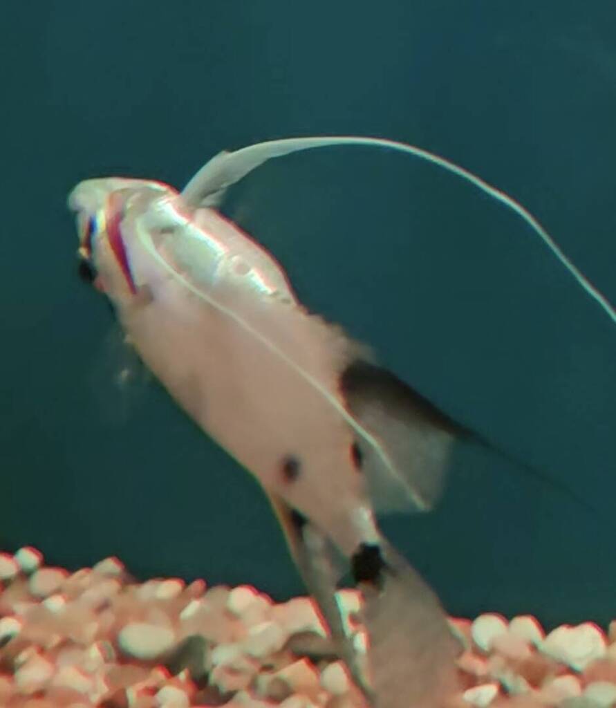 Help/Advice Swim Bladder Disease (?) Freshwater Angelfish - Diseases ...