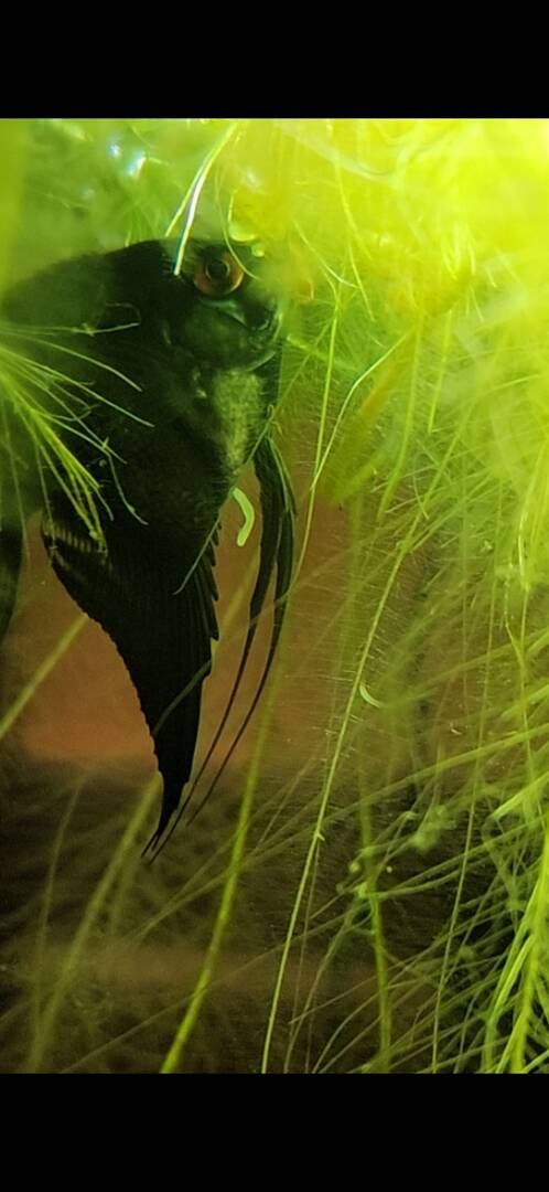 Angelfish worms? - Diseases - Aquarium Co-Op Forum