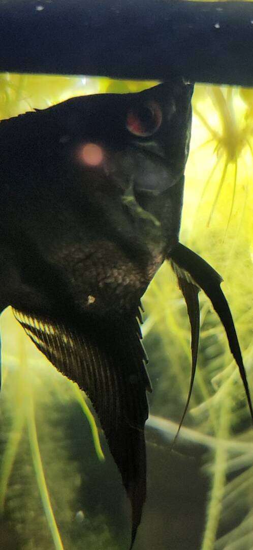 Angelfish worms? - Diseases - Aquarium Co-Op Forum