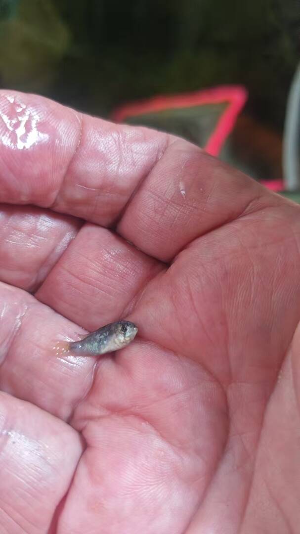 German Blue ram fry dying - Diseases - Aquarium Co-Op Forum