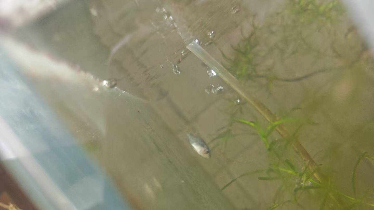 German Blue ram fry dying - Diseases - Aquarium Co-Op Forum