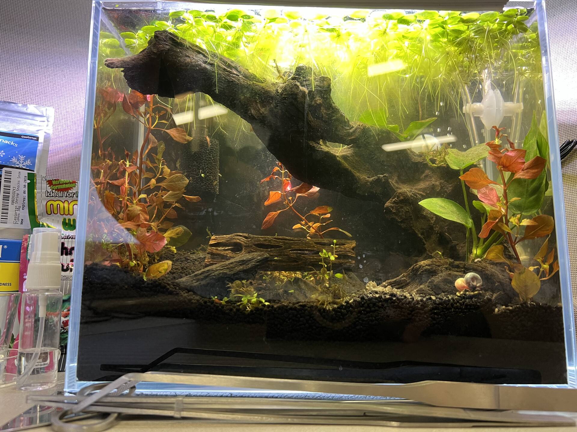 2.5 Gallon Tank Update! - General Chat - Aquarium Co-Op Forum